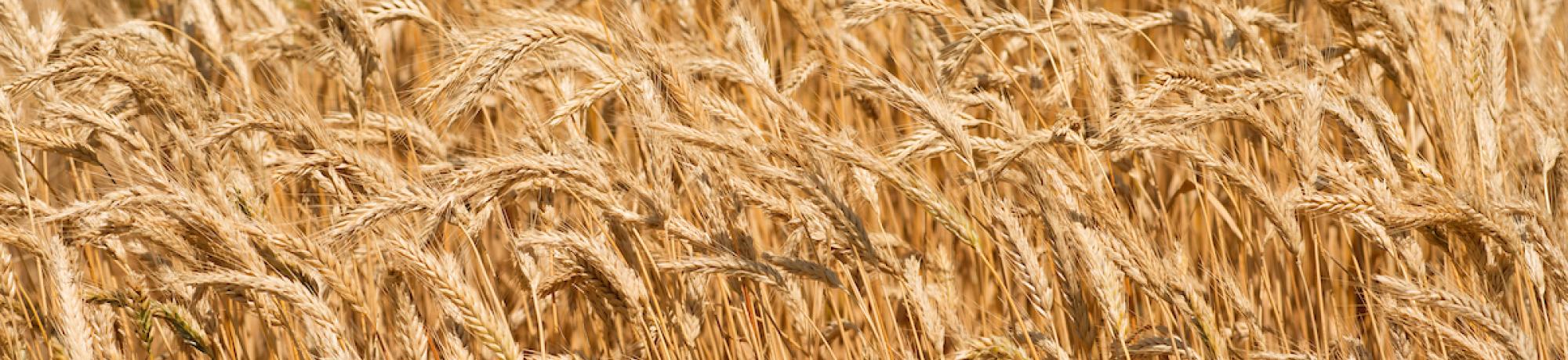 Academic Affairs - Academic Federation